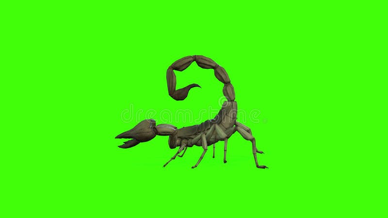 3D Black Ant Insect Running Walk Cycle Side View Green Screen Loop ...