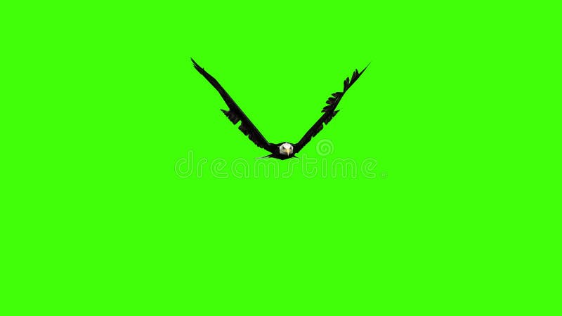 3D Front View of White Eagle Flying Loop Animation on Green Screen ...