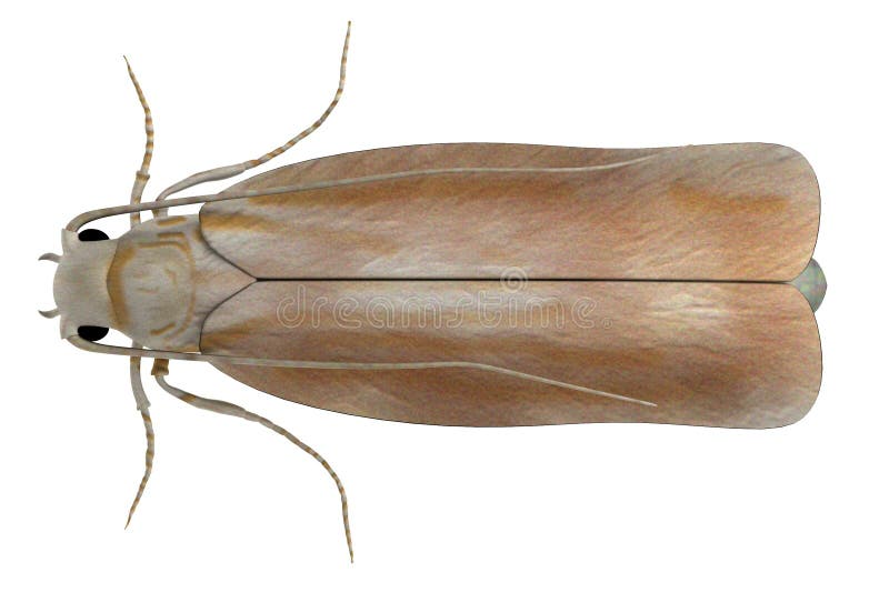 Kleermot stock illustratie. Illustration of vlinder, teruggeven - 10634963