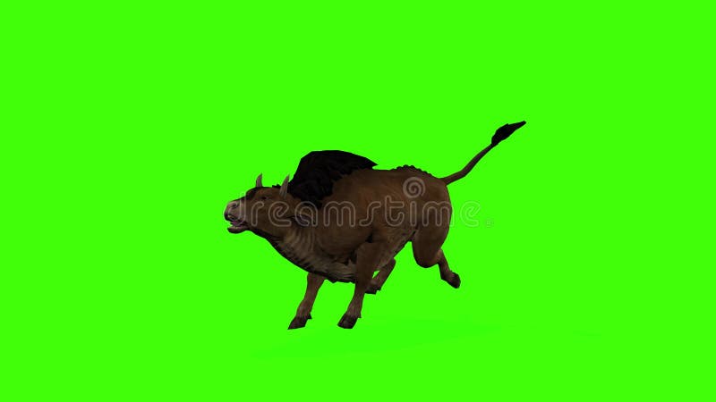 3D Buffalo Running and Then Attacking with Big Horns Animation with ...