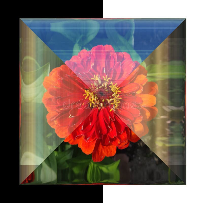 3D Glossy Square Button with Real Flower Stock Photo - Image of render ...