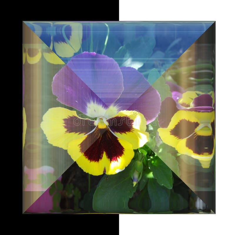 3D Glossy Square Button with Real Flower Stock Image - Image of pattern ...