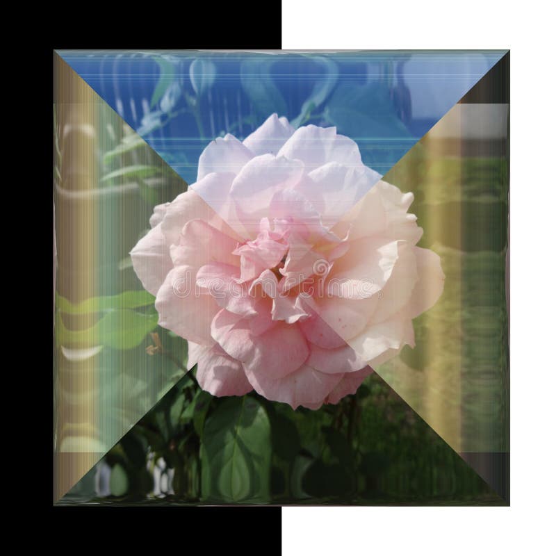 3D Glossy Square Button with Real Flower Stock Image - Image of artwork ...