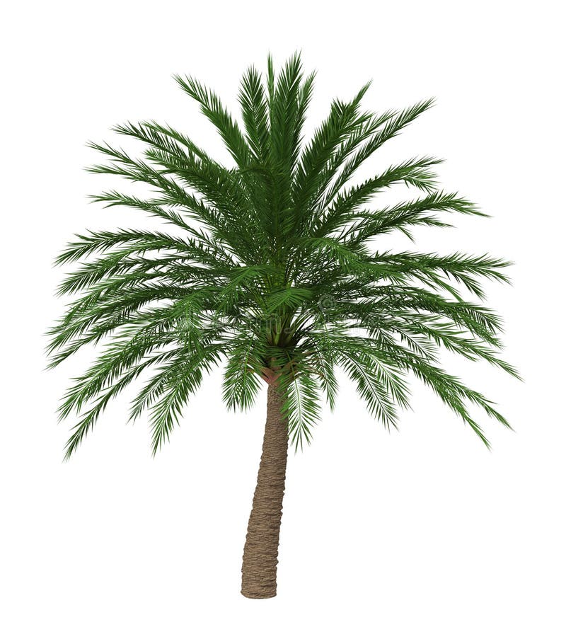 3D Green palm tree stock illustration. Illustration of palm - 250789994