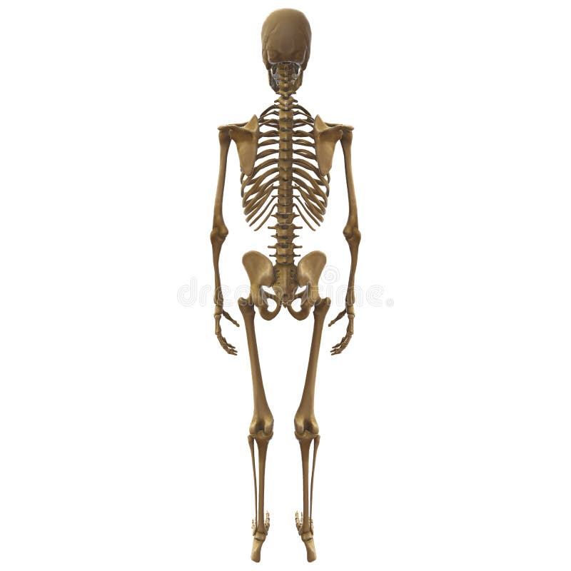3d Human Body Skeleton in Back Views Stock Illustration - Illustration ...