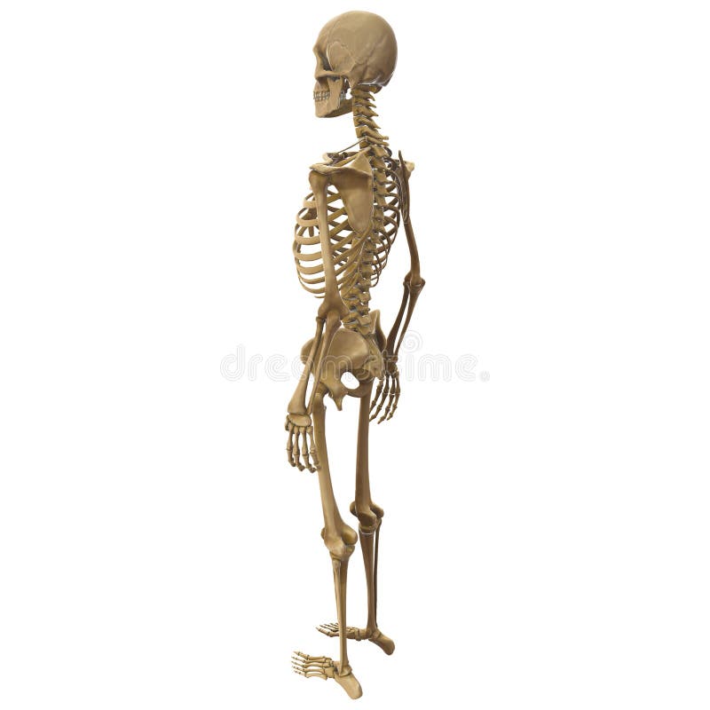 3d Human Body Skeleton in Back Views Stock Illustration - Illustration ...