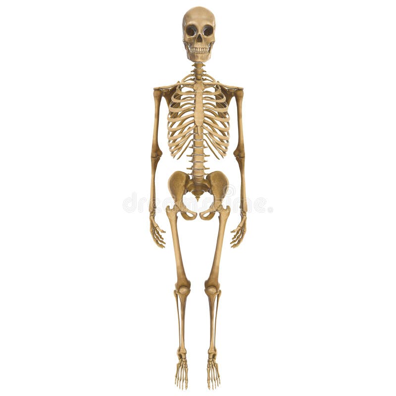 3d Human Body Skeleton in Front Views Stock Illustration - Illustration ...
