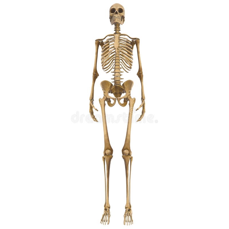 3d Human Body Skeleton in Front View Stock Illustration - Illustration ...