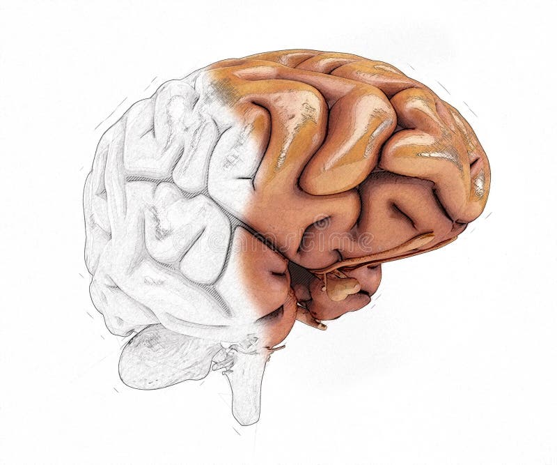 3D Human Brain with Half in Sketched Style Stock Illustration ...