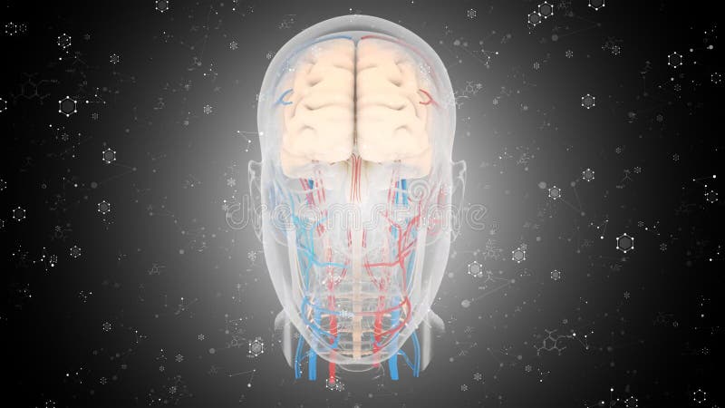 Computer Generated 3D Human Brain Rotating 360 System Anatomy Stock ...