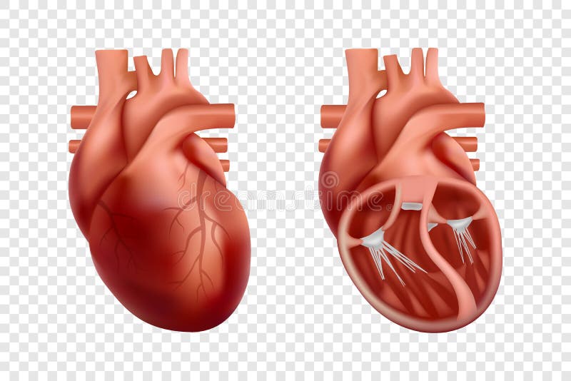 Anatomically Correct Heart Diagram
