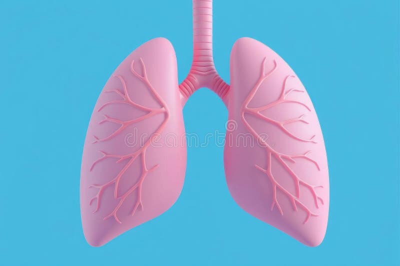 3D Human Lungs Model stock illustration. Illustration of organ - 389025383