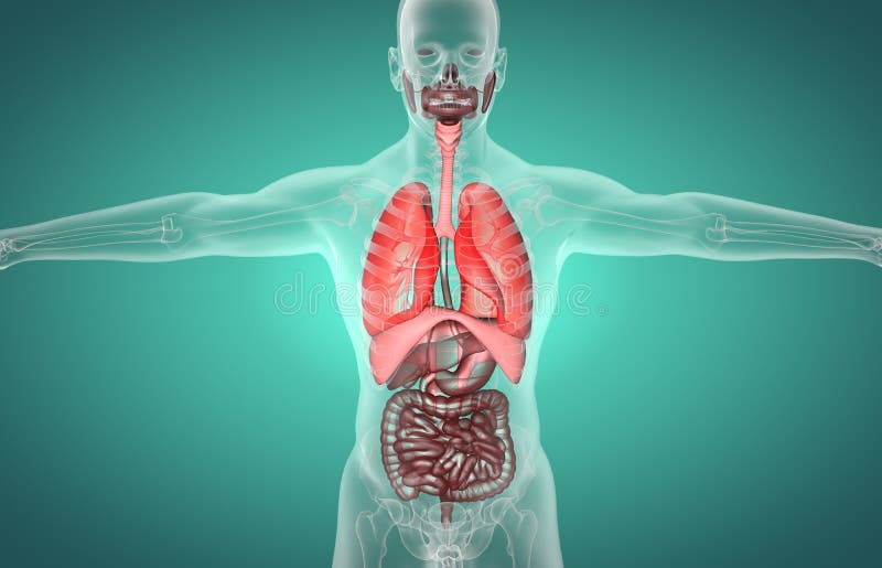 3D Human Male X-ray Digestive System. Stock Illustration - Illustration ...