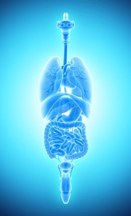 3D Human Male X-ray Digestive System. Stock Illustration - Illustration ...