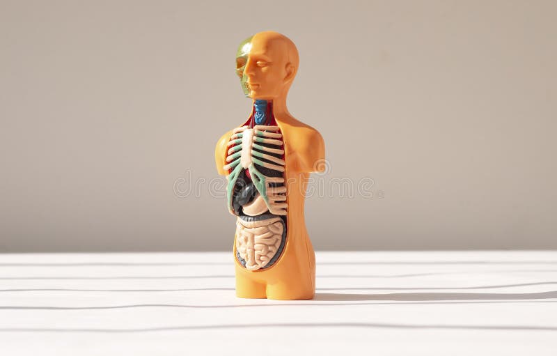 3d Human Model with Inner Organs. Medical Anatomical Concept Stock ...