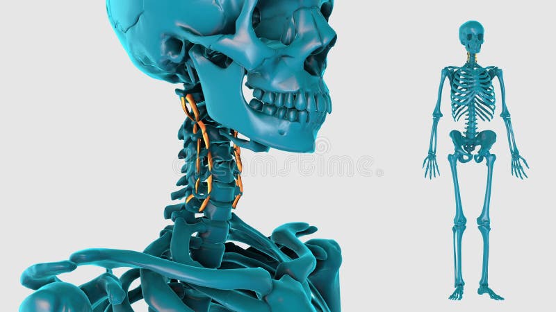 Cervical Intertransversarius on a White Background - 3D Model Stock ...