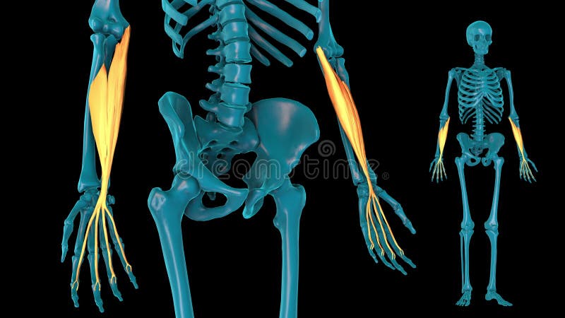 Flexor Digitorum Longus Muscle Anatomy for Medical Concept 3D Stock ...