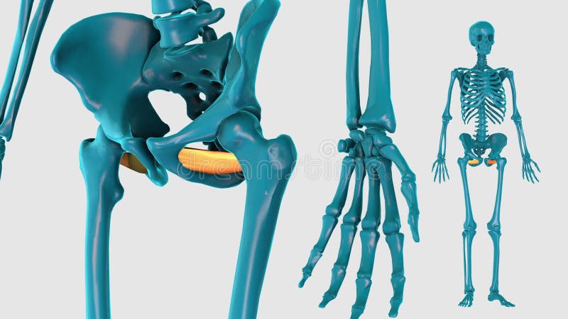 Obturator Externus Muscle Anatomy for Medical Concept 3D Stock Video ...