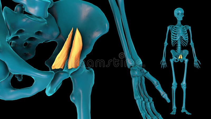 Pyramidalis Muscle Comprehensive Guide To Abdominal Wall Anatomy