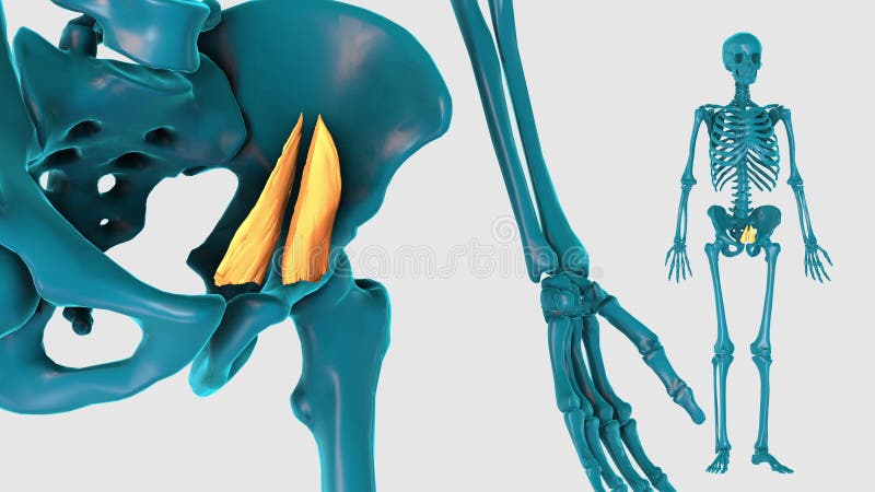 Pyramidalis - 3D model stock footage. Video of anatomy - 157197836