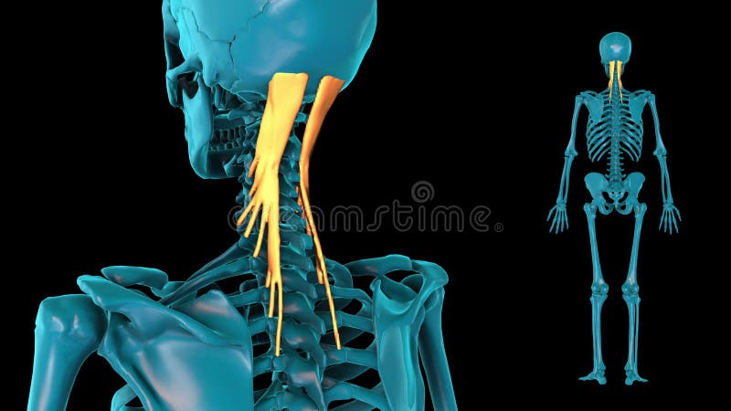 Semispinalis Capitis - 3D Model Stock Video - Video of diaphragm ...