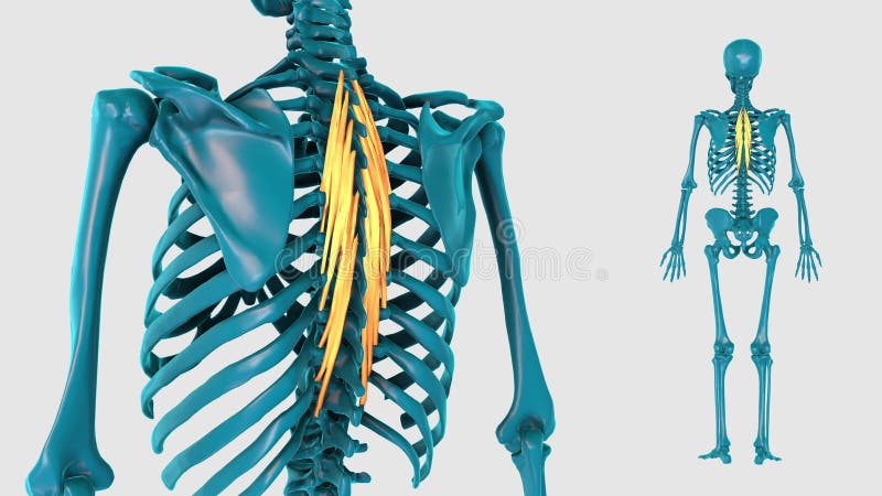 Semispinalis Thoracis - Real Color - 3D Model Stock Footage - Video of ...