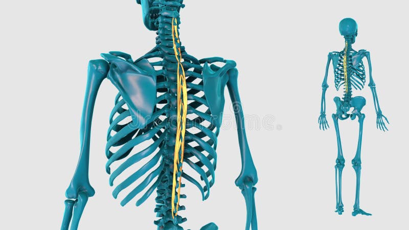 Spinalis - 3D model stock video. Video of fascia, abductor - 157210061