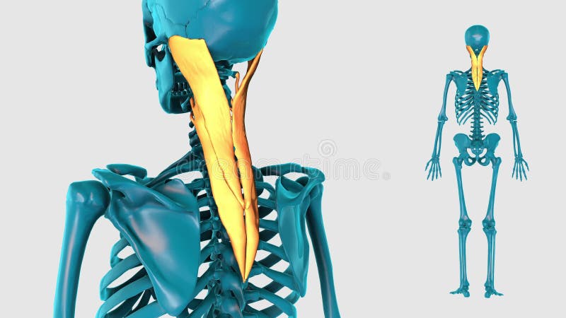 Splenius on a White Background - 3D Model Stock Footage - Video of ...
