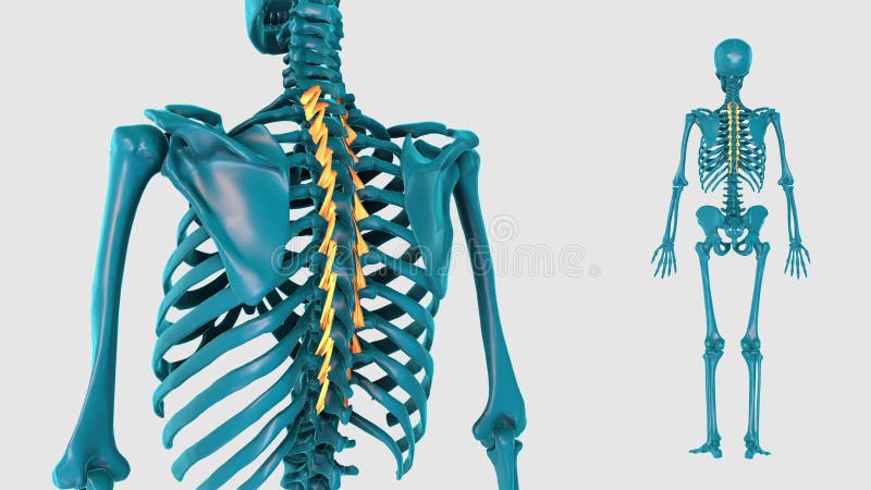 Thoracic Rotator on a White Background- 3D Model Stock Footage - Video ...