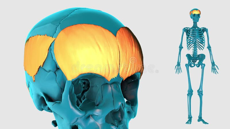 Zone of Epicranius - Real Color - 3D Model Stock Footage - Video of ...