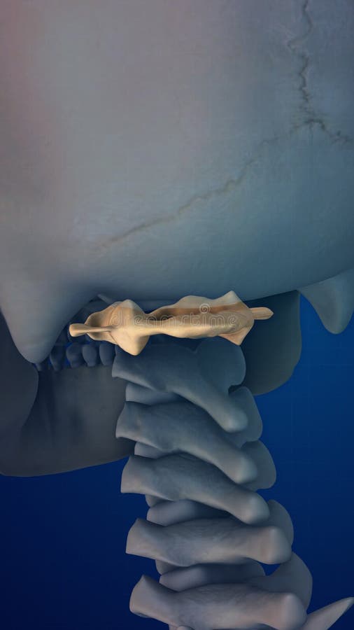 3D Human Skeleton and Bone Structure Atlas Stock Illustration ...