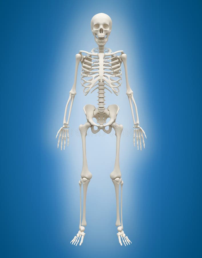 3D Human Skeleton Male on Blue Background. Stock Illustration ...
