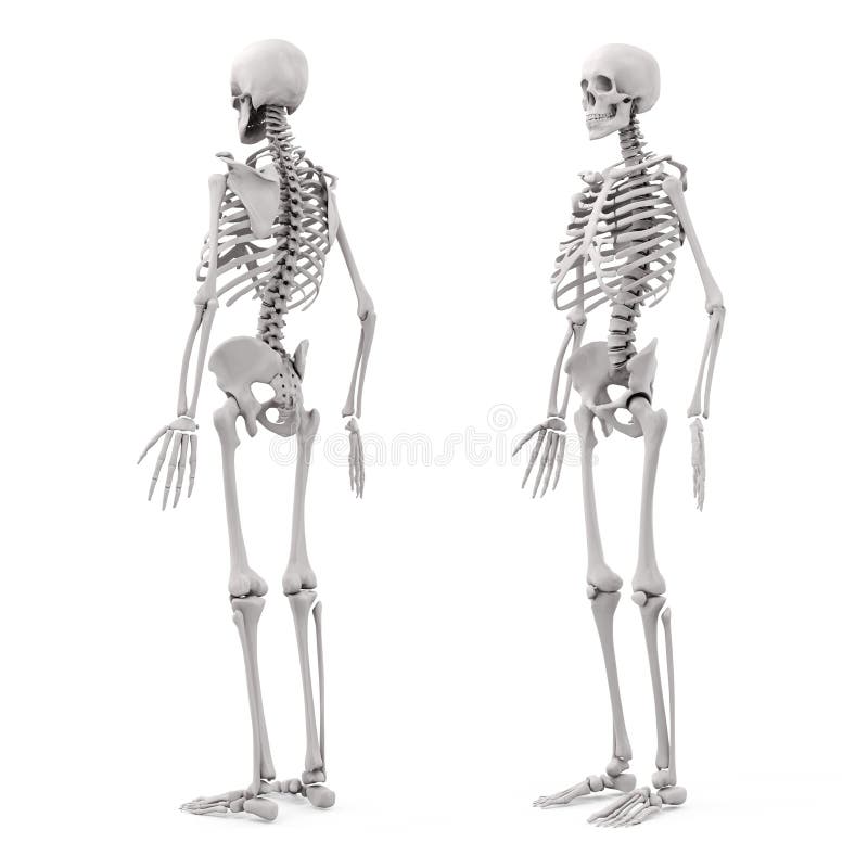 3d human skeleton stock illustration. Illustration of male - 128373768