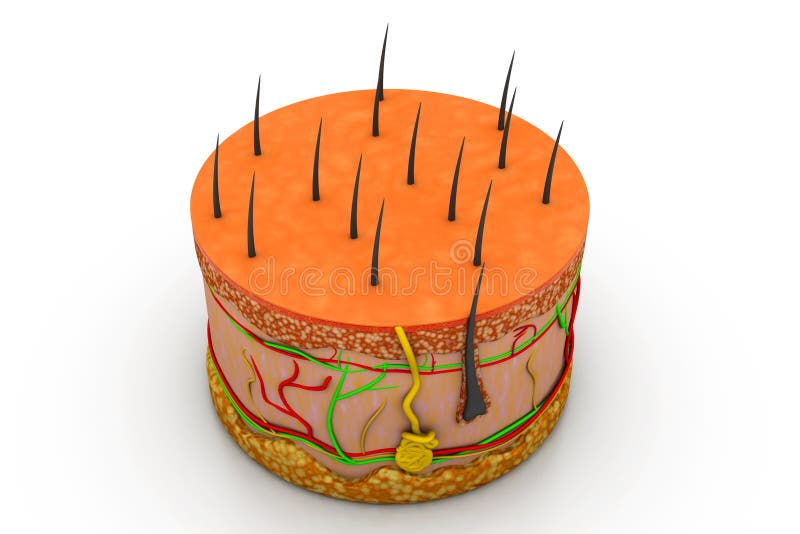 3d human skin anatomy stock illustration. Illustration of corpuscle ...