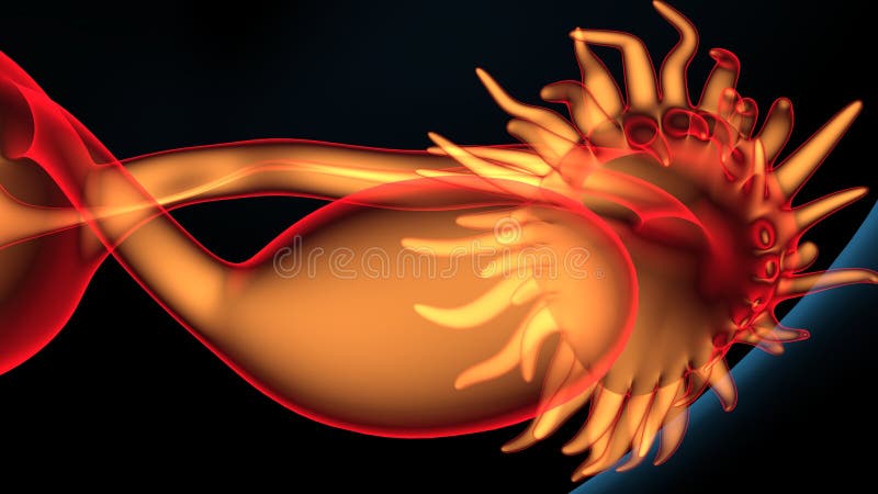 3d Illustartion of Femail Reproductive System Anatomy Stock ...