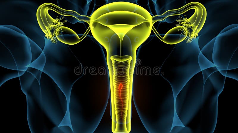 3d Illustartion of Femail Reproductive System Anatomy Stock ...