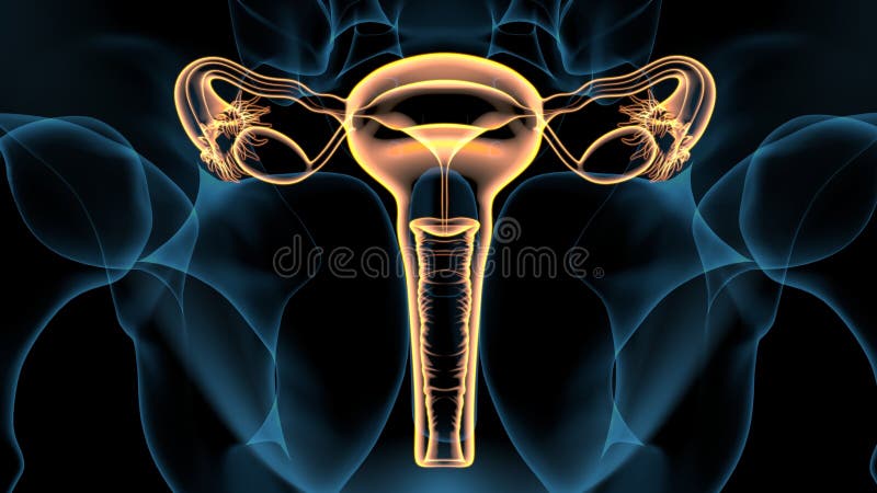 3d Illustartion Of Female Reproductive System Anatomy Stock