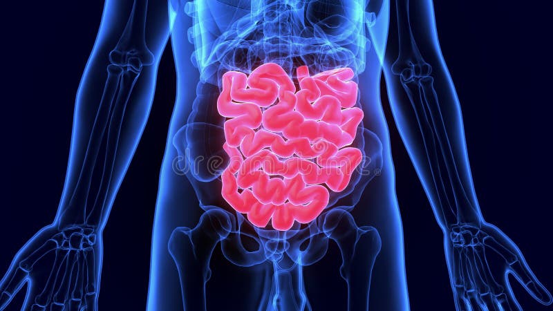3d Illustratie Van De Anatomie Van De Menselijk Lichaamsdunne Darm ...
