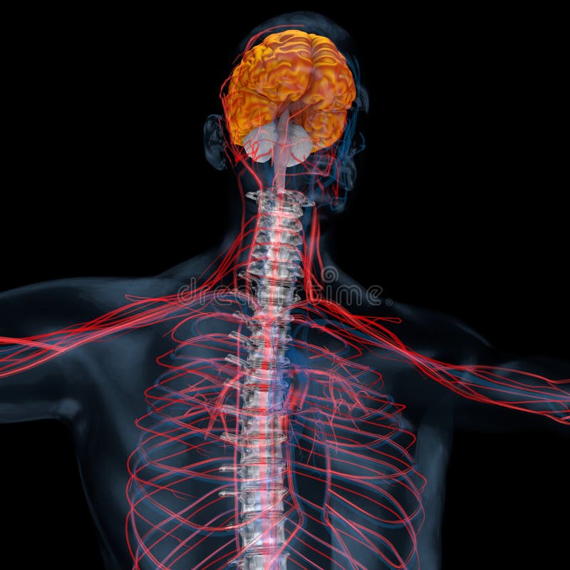 3d Illustratie Van De Kleine Hersenen, Hersenen Stock Illustratie ...