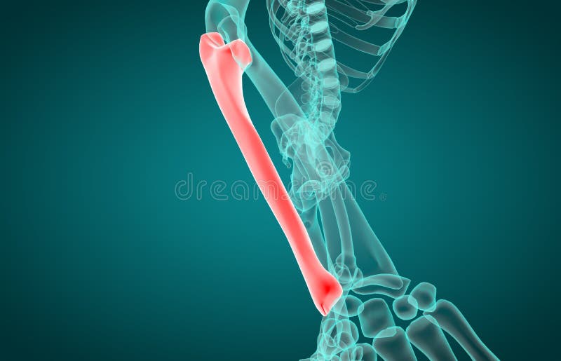 3d Afbeelding Van Ulna En Radius Bot Anatomie Stock Illustratie ...
