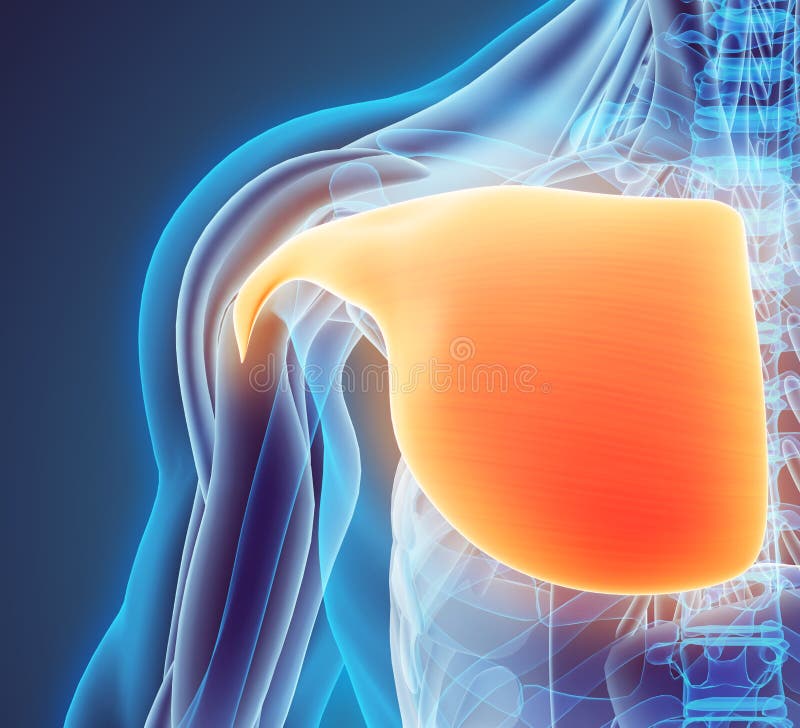 3d Afbeelding Van De Kleine Spieren Van De Pectoralis Op De Spier Stock ...