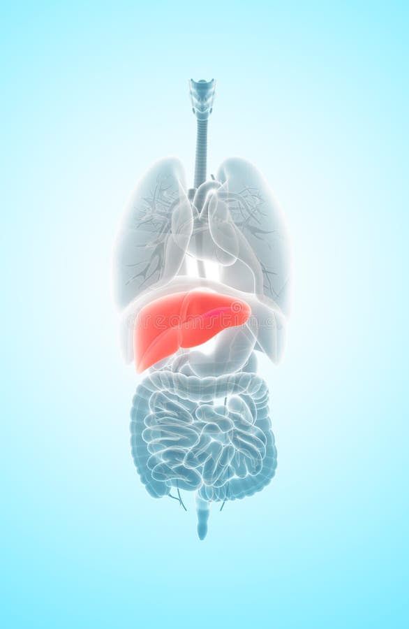 Afbeelding Van Een Inwendig Orgaan Van De Lever. Anatomie Van Het ...
