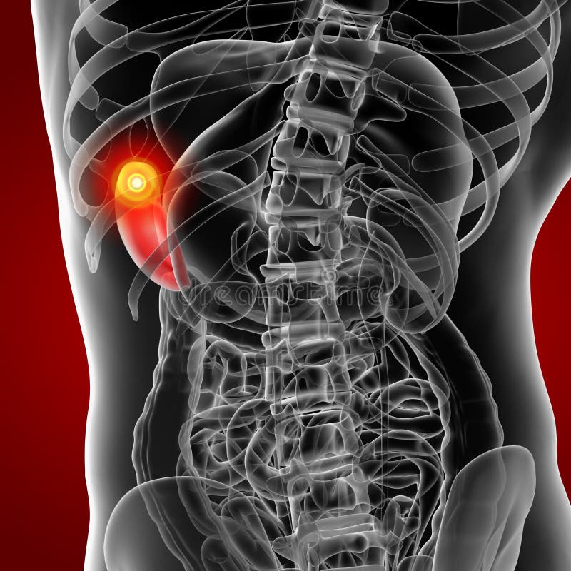 Anatomie van de Milt stock illustratie. Illustration of illustratie ...