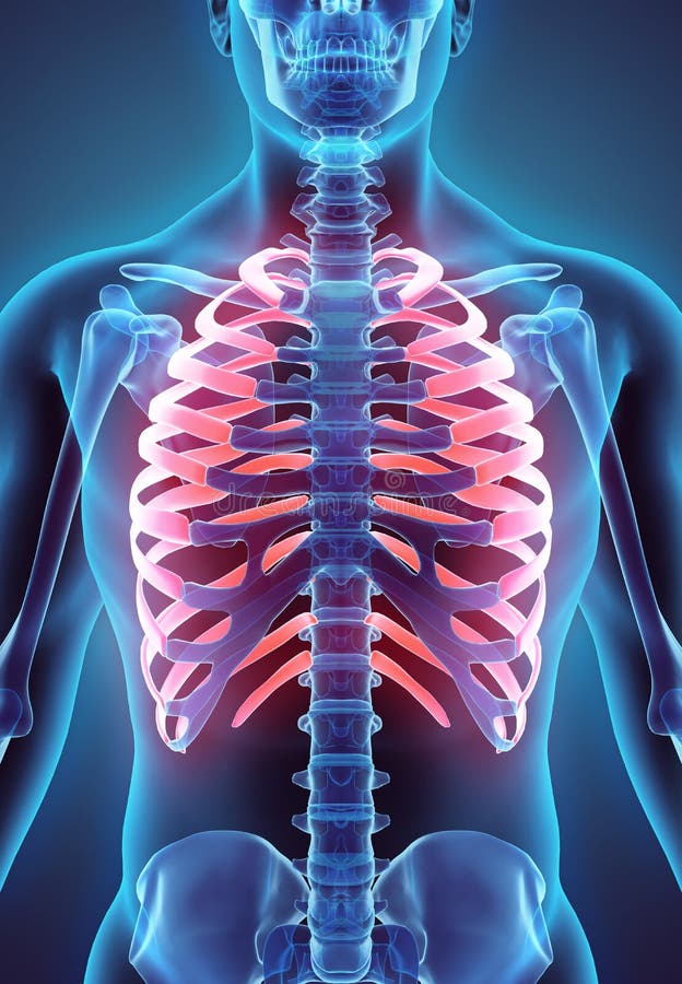 3D Illustratie Van Ribben, Medisch Concept Stock Illustratie ...