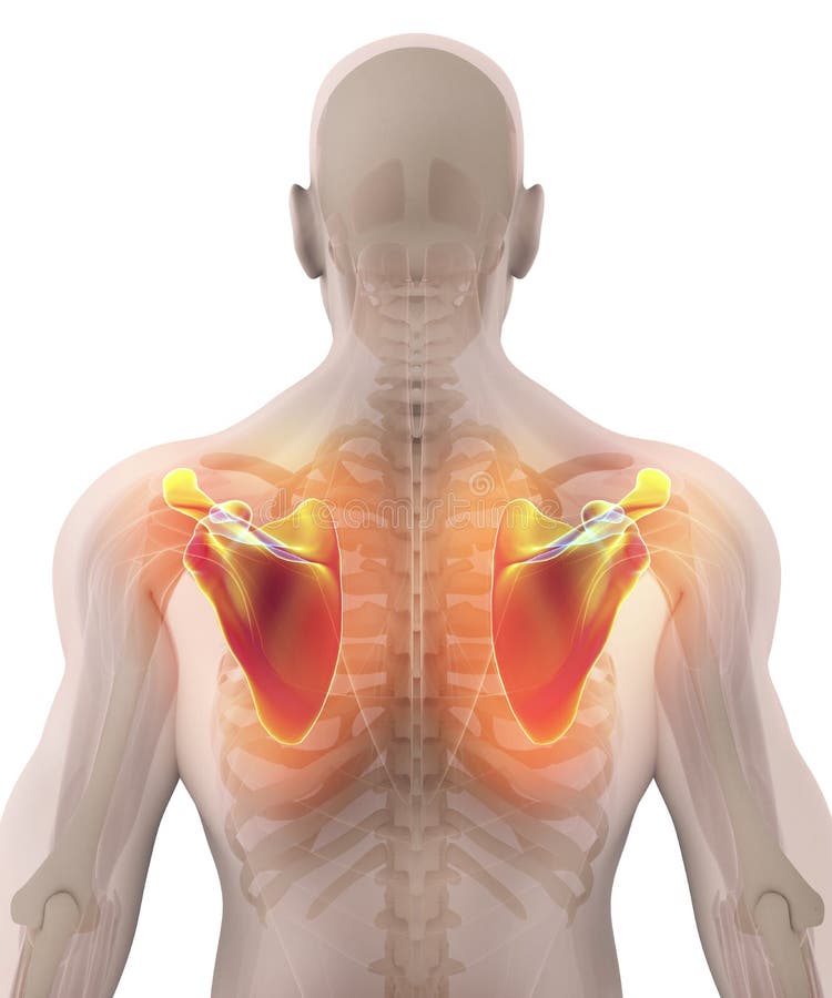 3D Illustratie Van Schouderblad, Medisch Concept Stock Illustratie ...