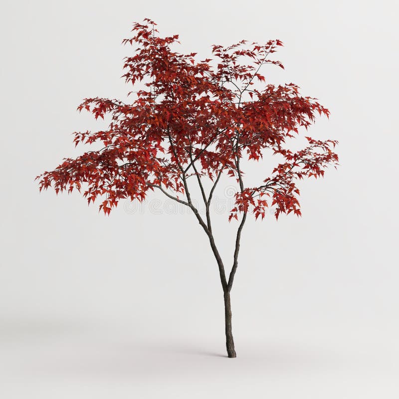 3d Illustration of Acer Palmatum Tree Isolated on White and Its Mask ...