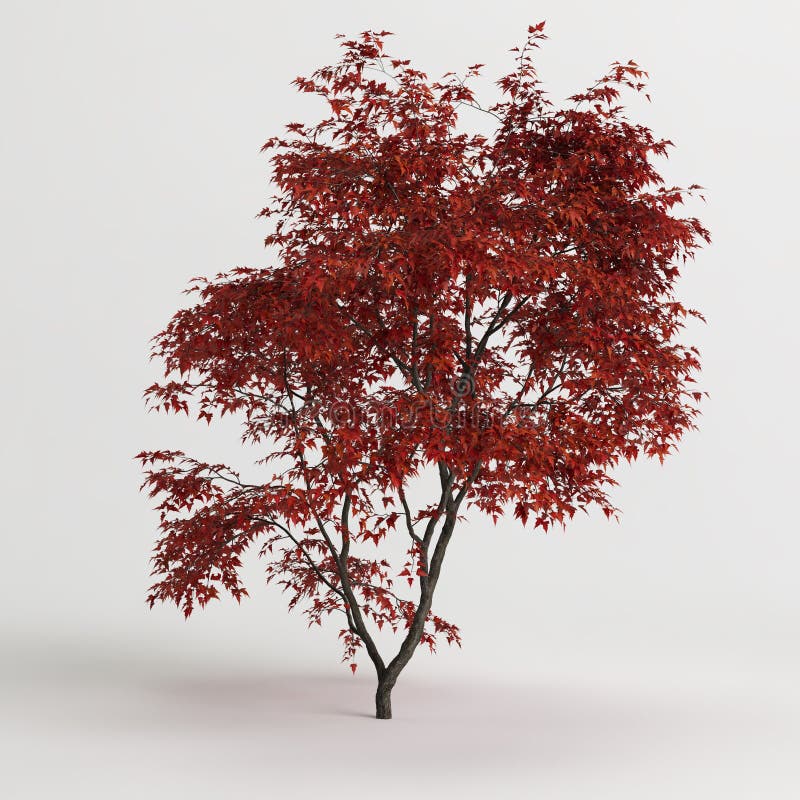 3d Illustration of Acer Palmatum Tree Isolated on White and Its Mask ...