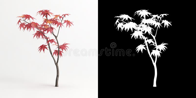 Acer Palmatum Tree Stock Illustrations – 164 Acer Palmatum Tree Stock ...