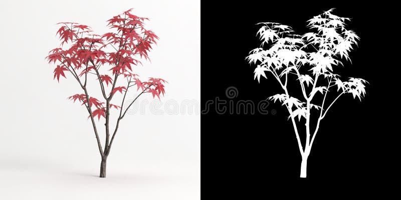 3d Illustration of Acer Palmatum Tree Isolated on White and Its Mask ...