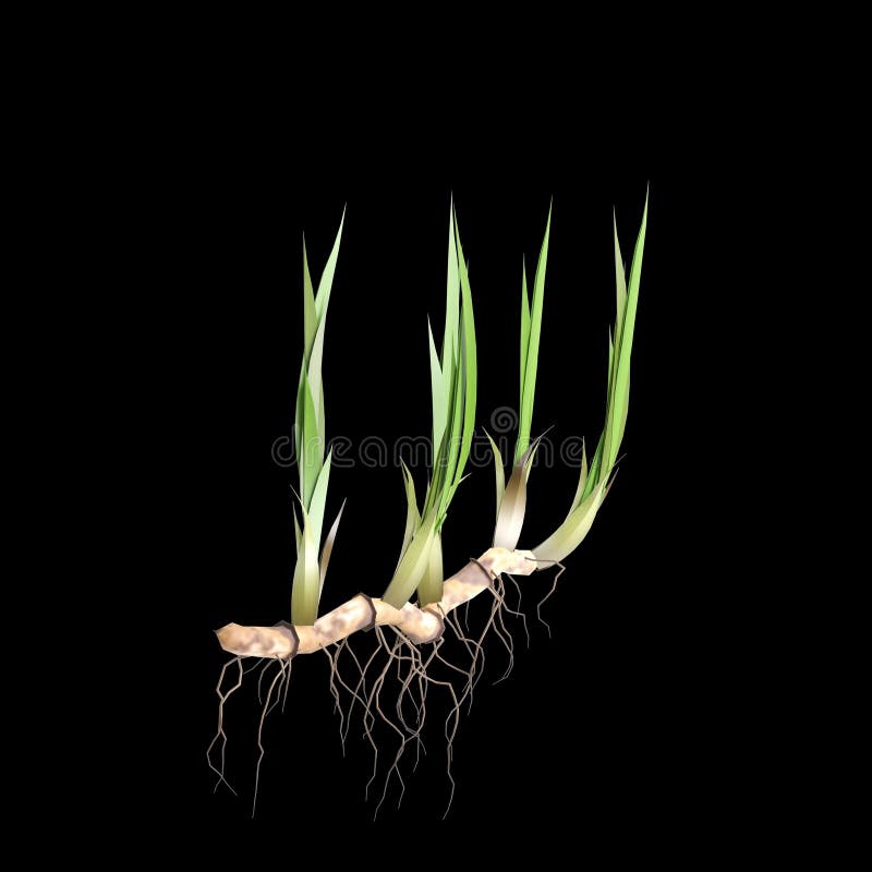 3d Illustration of Acorus Calamus Bush Isolated on Black Background ...